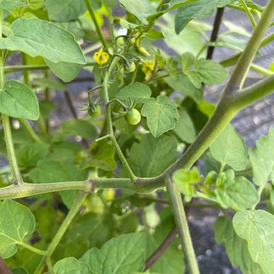 Heirloom Tomato Trip-l-crop Italian Tree Tomato 90 Day MONSTER ...