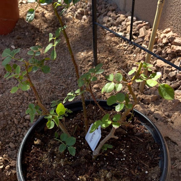 Rose “romantic Antike” 浪漫古董strong Fragrance Live Shrub Plant Ownroot, 1 ...