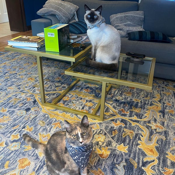 Pomsky (or Select Different Breed) Outline - 1 1/4" Custom Pet Id Tag ...