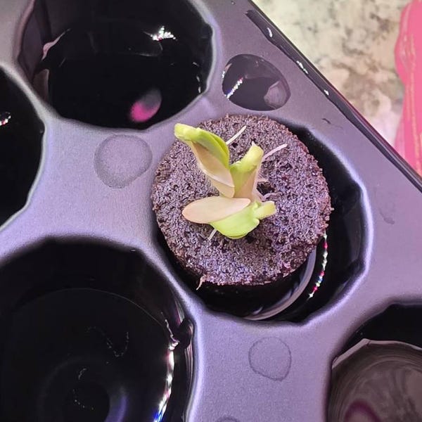 10 Heirloom Japanese Black Futsu Squash Seeds - Unique ! Fall ! Asian ...