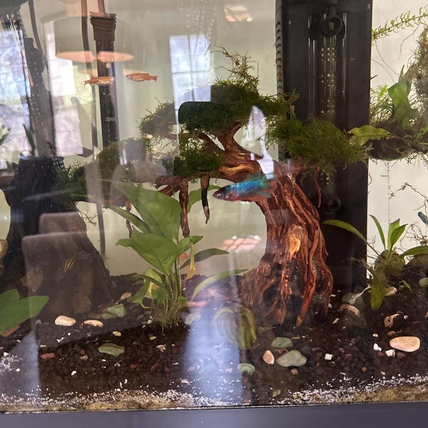 Aquarium Driftwood Moss, Aquascape Spider Wood, Drift Wood Root Bonsai ...