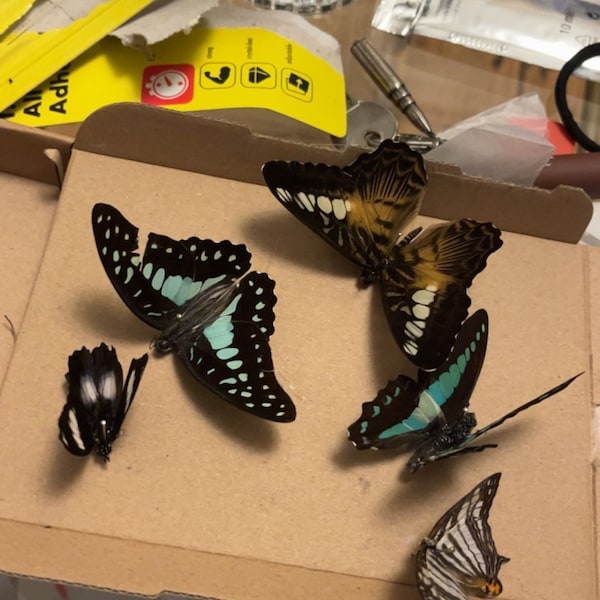 A Pack of 10, 25, 50, 100 Ethically Sourced Butterflies | Assorted ...