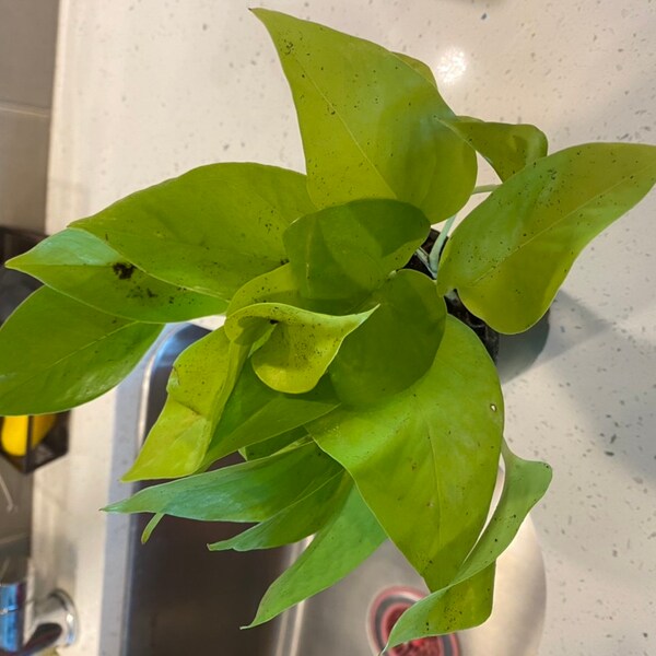 Neon Pothos, Epipremnum Aureum, Pothos, Trailing Plant, Hanging Plant ...