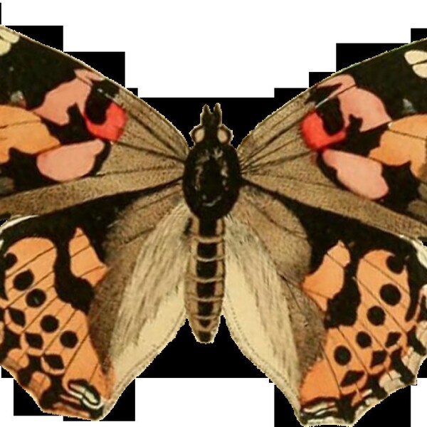 Butterflies & Moths - 26 Separate Images - Digital Image Set Clip Art ...