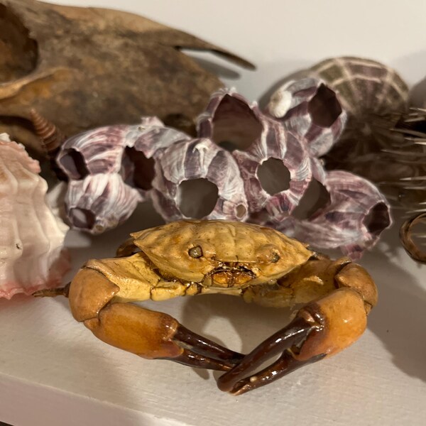 Crucifix Fish Gaff Top Sailcat Fish Skull Religious Jesus Christ Cross ...