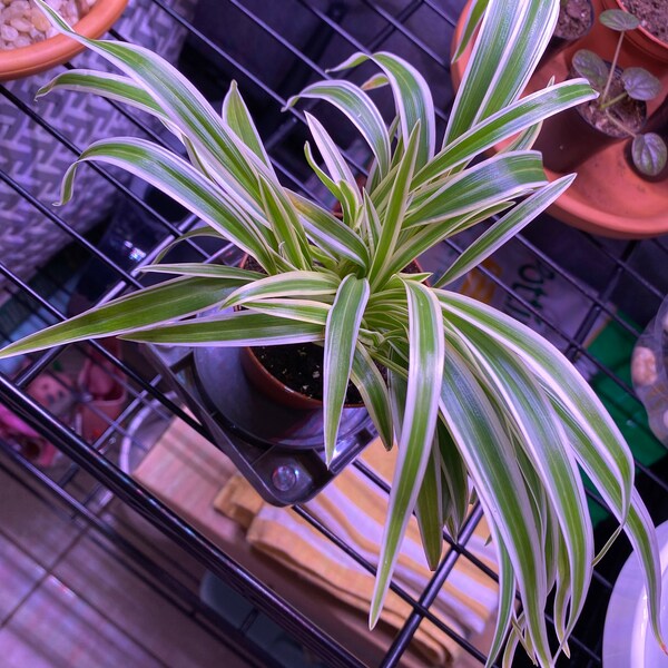Clean Air Machine! You Need This Plant in Your Home. Chlorophytum ...