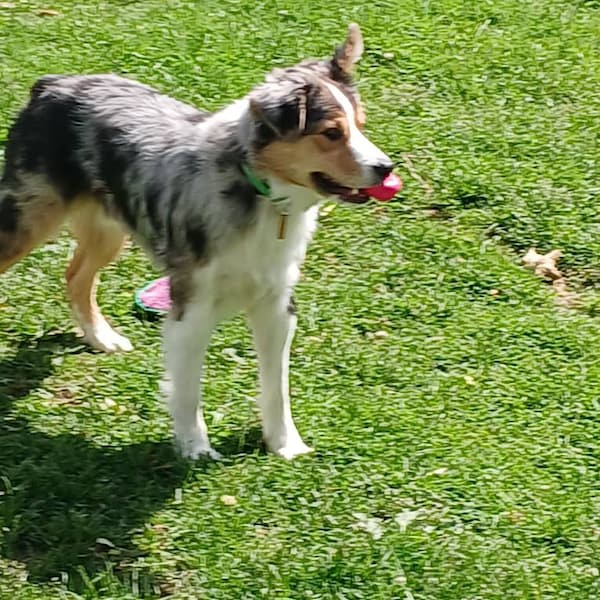 Qr Code Id Dog Tag Scannable Id Tag Qr Code Pet Tag Engraved Dog