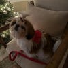 Dog Harness - Star Spangled Easy-on Dog Harness - 9 Sizes - Etsy