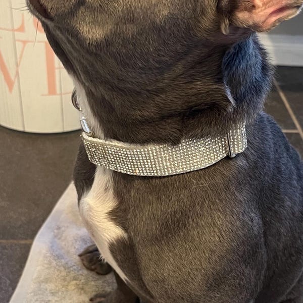 Wedding White Crystal Rhinestone Bling Dog Collar - Engraved ...