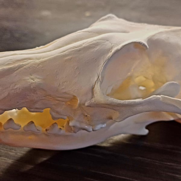 Jackdaw Crow Skull Wings Tail Feet Real Natural Carrion Rook Feathers ...
