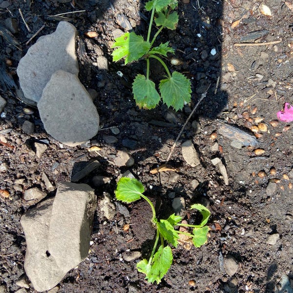 5 Mixed Coreopsis Starter Perennials. Loves Sun. Super Easy to Grow ...