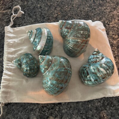 Conch Florida King Crown Conch Seashell Handpicked on Marco Island or ...