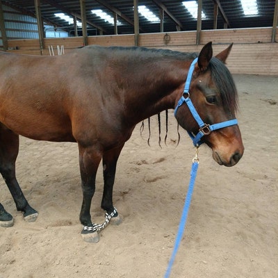 Braided Mule Tape Twist Hobble - Etsy