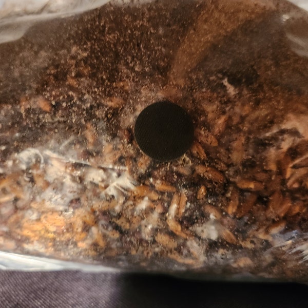FIVE Magical 5lb All in One Mushroom Growing Bags Discounted Listing ... FIVE Magical 5lb All in One Mushroom Growing Bags Discounted Listing ...