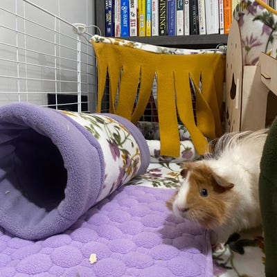 Large Fleece Coffin Bed, Drac Inspired Design, Halloween Pet Bed, Cat ...