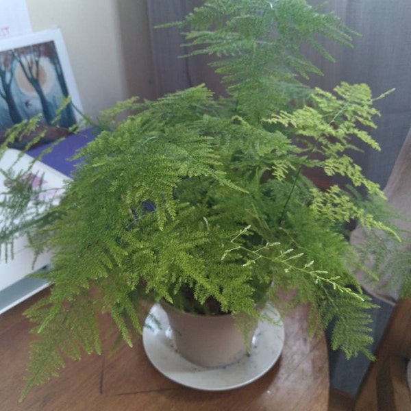 Asparagus Live Plants in 7cm Pots Ready to Plant Out! (connovers ...