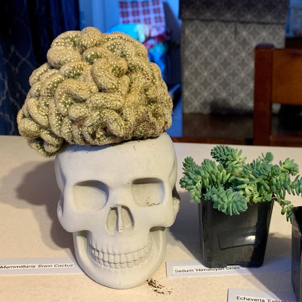 Brain Cactus Skull Succulent Arrangement - Etsy