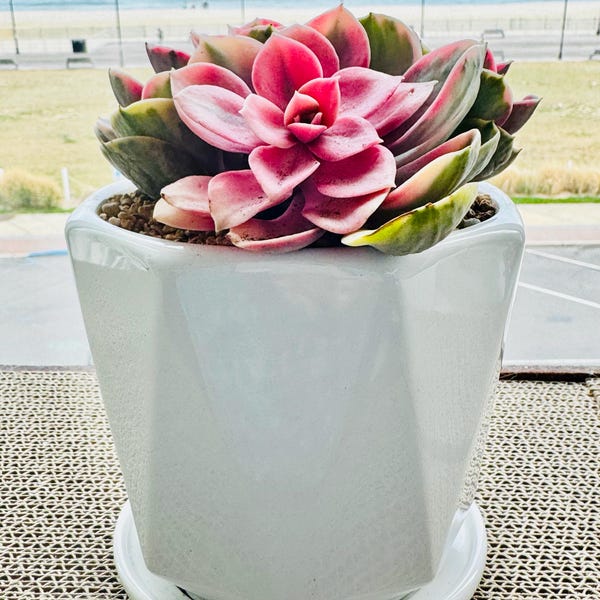 Echeveria Sunyan,succulent Plant,succulent Gifts - Etsy