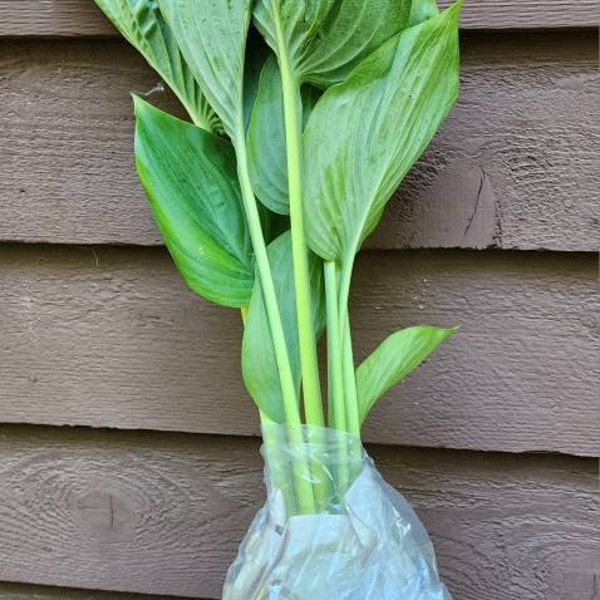 Hosta 'empress Wu' 3” Pot Size Starter Plant - Etsy