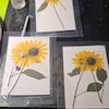 Pressed Flower,sunflower Pressed Flower,set of 2 Pcs,pressed Yellow ...