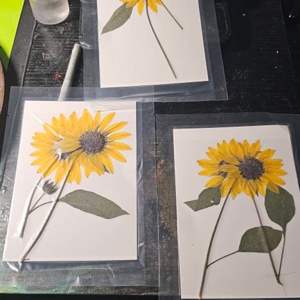 Pressed Flower,sunflower Pressed Flower,set of 2 Pcs,pressed Yellow ...