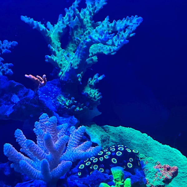 Assorted Goby Fish, Live Saltwater Fish by Coralslover - Etsy