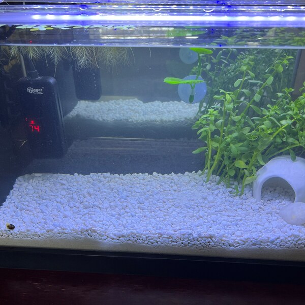 Small Fish Hide MADE TO ORDER - Betta Fish Cave - Small Aquarium Decor ...