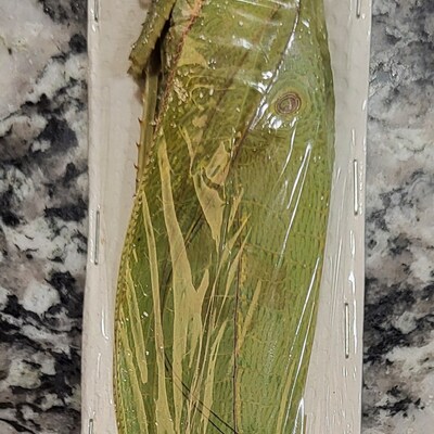 Saturn Atlas Moth Frame Specimen Entomology Taxidermy Curiosities ...