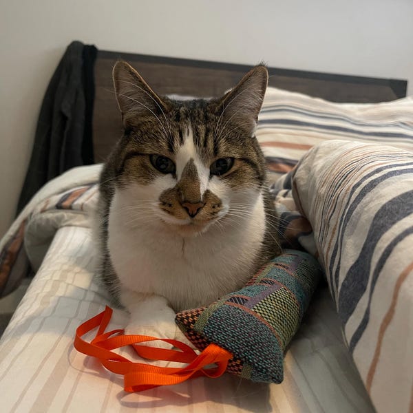 猫キッカーおもちゃ：ニャーモザイク - Etsy 日本