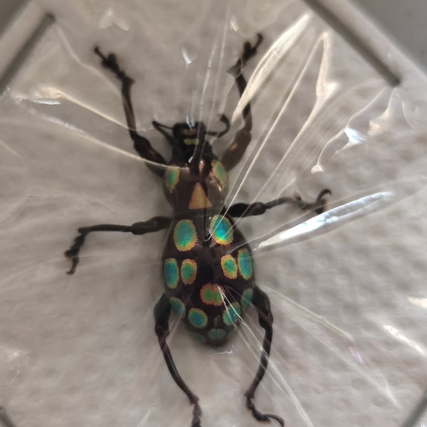 Pack of 2 Weevil Beetles Pachyrrynchus Gemmatus for All Your Taxidermy ...