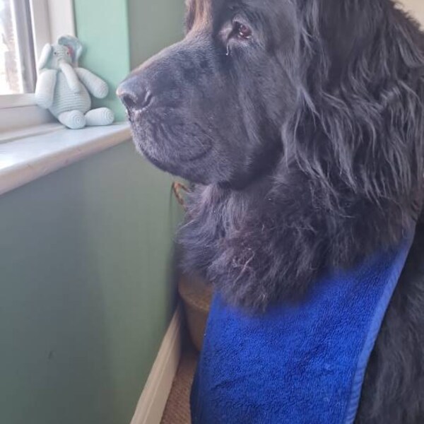 Big Dog Slobber Drool/slobber Bibs 2 Designs - Etsy