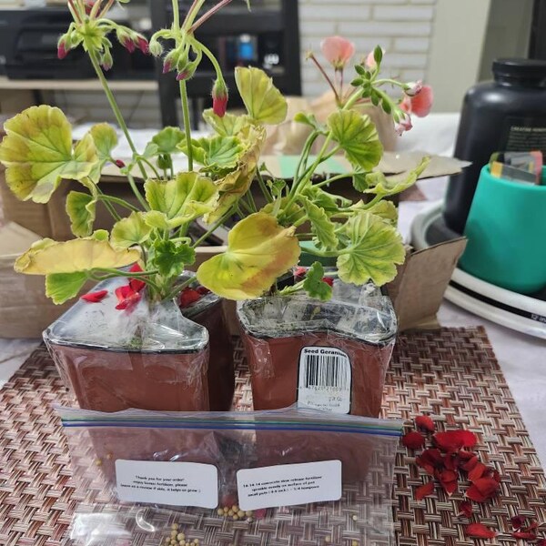 Moss Rose Plant (portulaca Grandiflora)( Ice Plant Succulent) Trailing ...