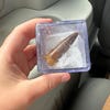 Extra Rare Macrorhizodus Falcatus Shark Tooth From Dakhla Morocco - Etsy
