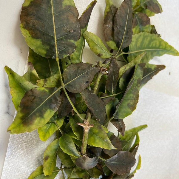 Bel Tree Leaves , Bilva Patra, Bel Patra, Bel Fruit, Golden Apple Fresh ...