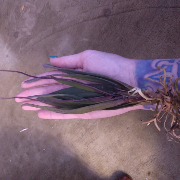 Mini Orchids - Rare - Perfect for Terrariums, Lonopsis, Mini Vandas ...