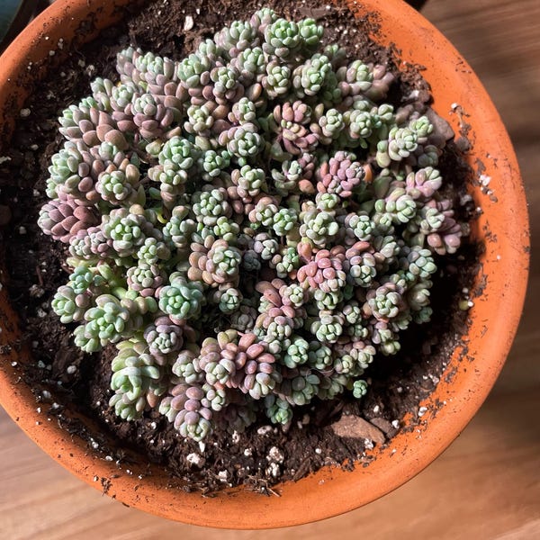 Sedum Dasyphyllum Major Blue Tears Sedum Live Succulent Plants 2" 4” 6 ...