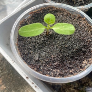 10 Calabash Gourd Seeds Bottle Gourd Asian Squash Grown/harvested in ...