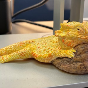 Bearded Dragon Sculpture Large Watching Over | Etsy