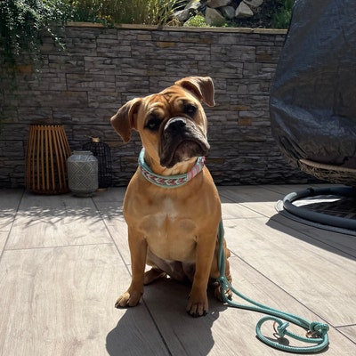 Dog Collar and Leash Made of PPM Rope - Etsy