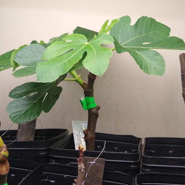 5 Verdone Strawberry Fig Stem Cuttings Green Outside Red Inside SC ...