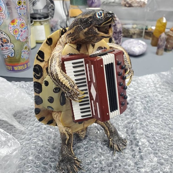 Full Body Turtle Taxidermy- French Horn-playing Tortoise Mariachi Toad ...