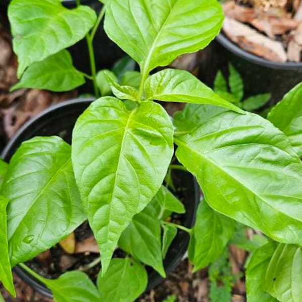 SEEDS Aji Dulce Puerto Rico Sweet Pepper | 75 Heirloom Seeds | Capsicum ...