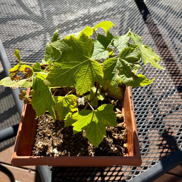 1 Fall Gold Raspberry Rooted Plant. Zones 3-8. Gold Colored Raspberry ...