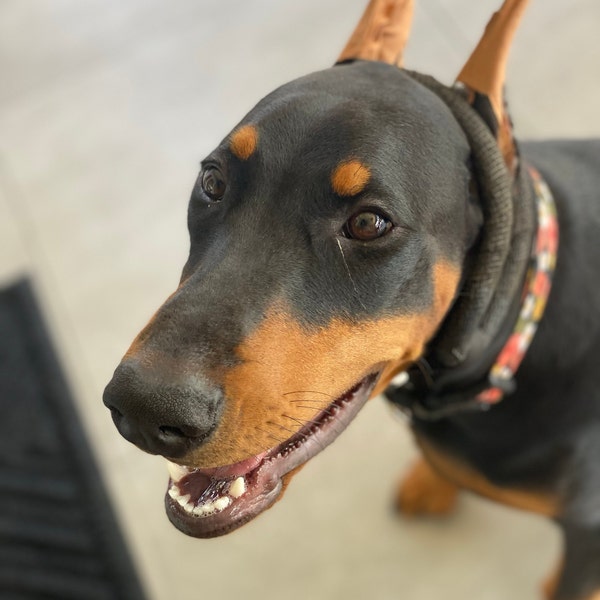 Doberman Ear Posting Brace - Etsy