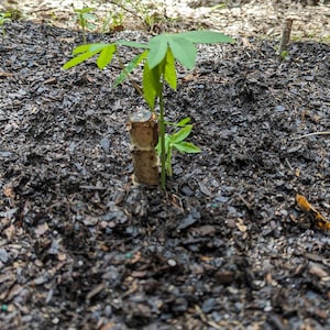 Anamu, Guinea Hen Weed,mucura , Garlic Guinea Weed, Petiveria Alliacea ...