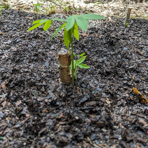 Rare Liberian Bitter Ball Seeds, African Eggplant, Garden Eggs - Etsy