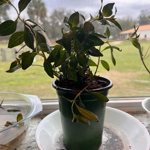 Live Texas Privet/ Ligustrum Japonicum Texanum Come With a One-gallon ...