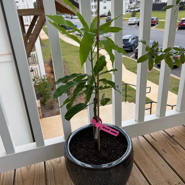 Grafted Orange Sherbet Mango Tree in Half Gallon, Dwarf Variety - Etsy