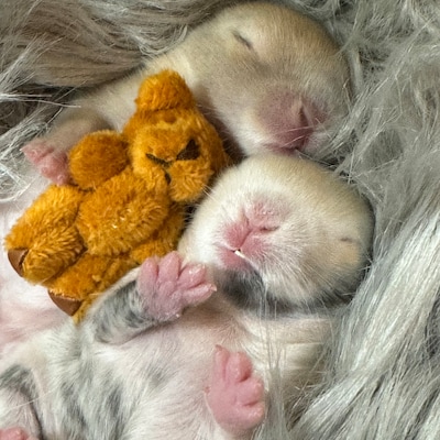 Six Mini Bunny Rabbits Tiny Bunny Rabbits Mini Stuffed Animal Tiny ...