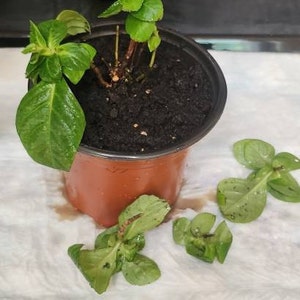 Shooting Star Tree AKA Starburst Tree Clerodendrum Quadriloculare Small ...